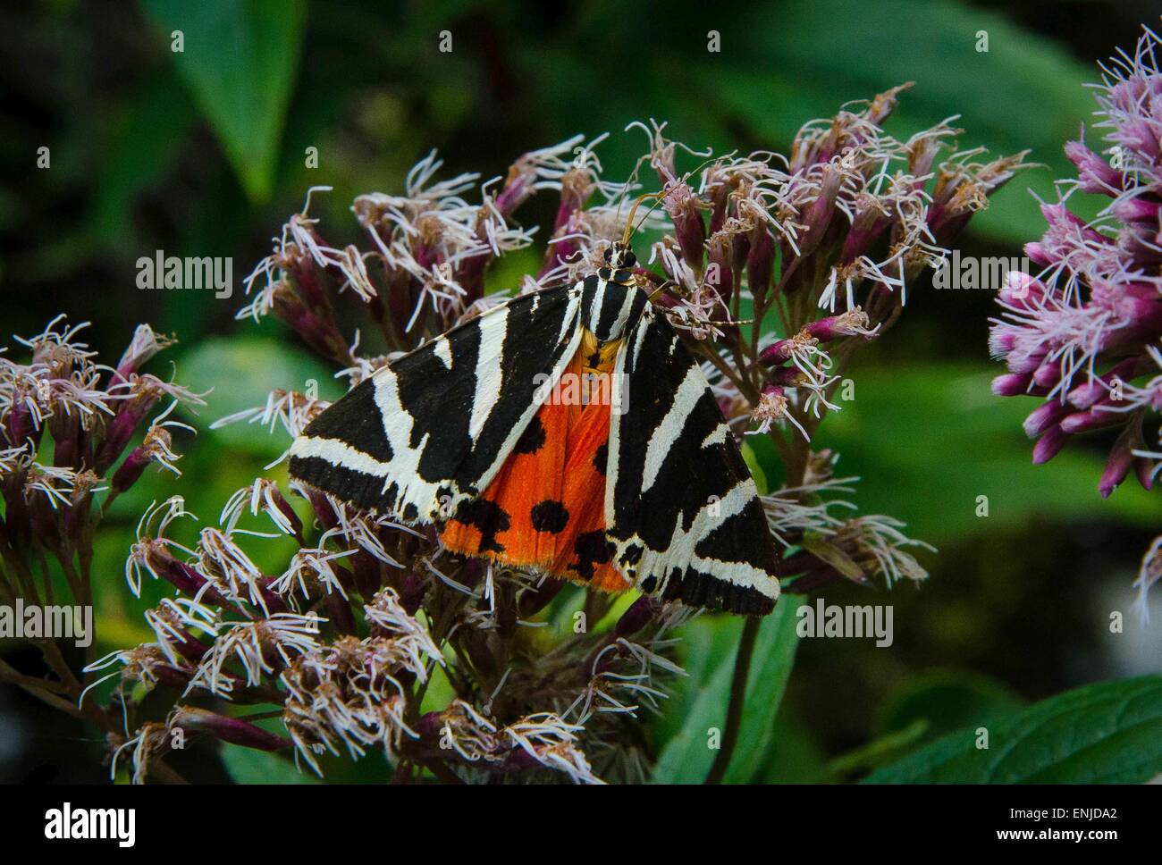 Russian bear butterfly hi-res stock photography and images - Alamy