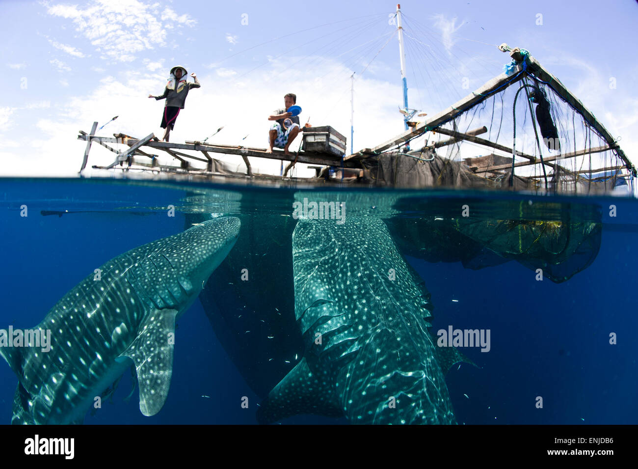 Shark nets hi-res stock photography and images - Alamy