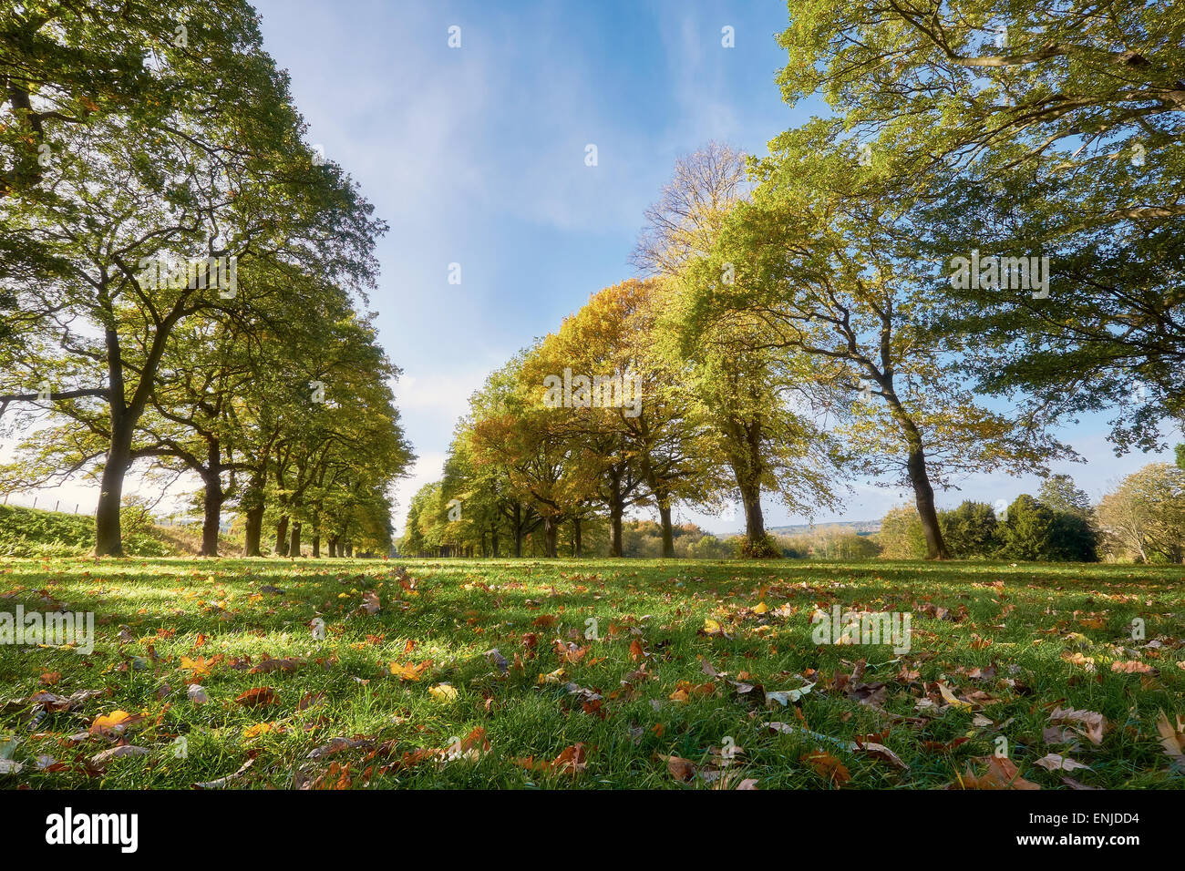 Lines of trees hi-res stock photography and images - Alamy