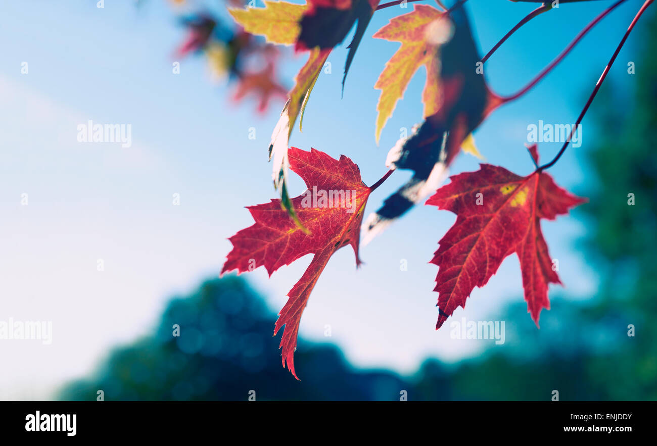 Red leaves on a Sycamore tree in the English Countryside. UK Stock ...