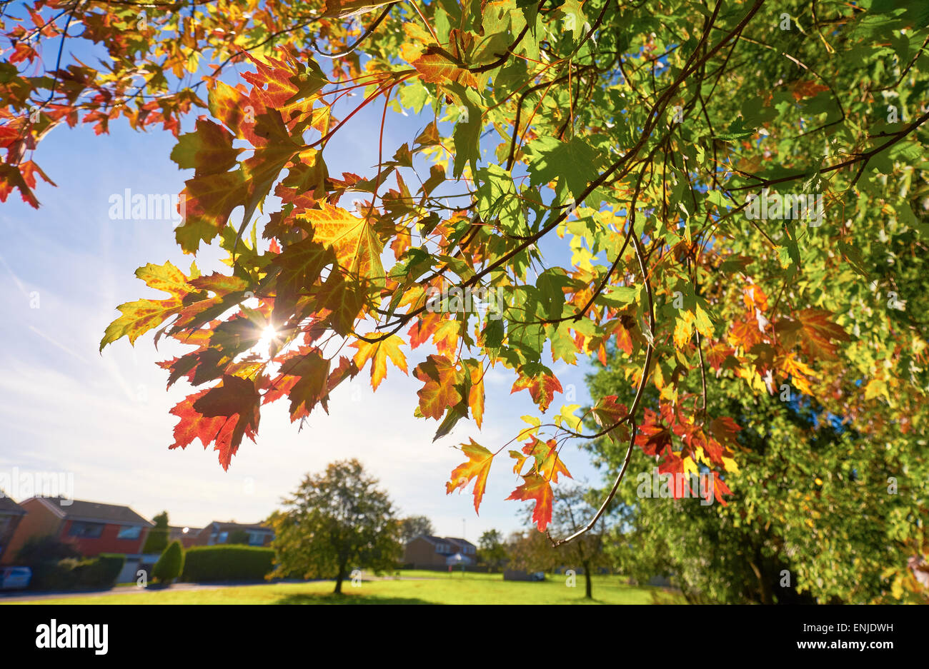 Sycamore tree winter hi-res stock photography and images - Alamy