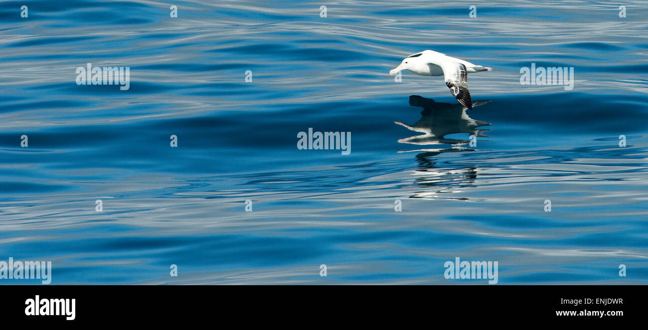 Southern Royal Albatross (Diomedea epomophora), Drake Passage ...