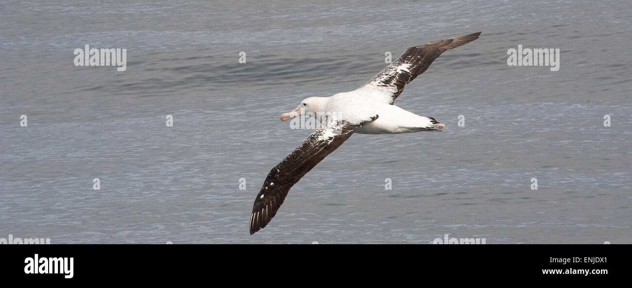 White winged albatross hi-res stock photography and images - Alamy
