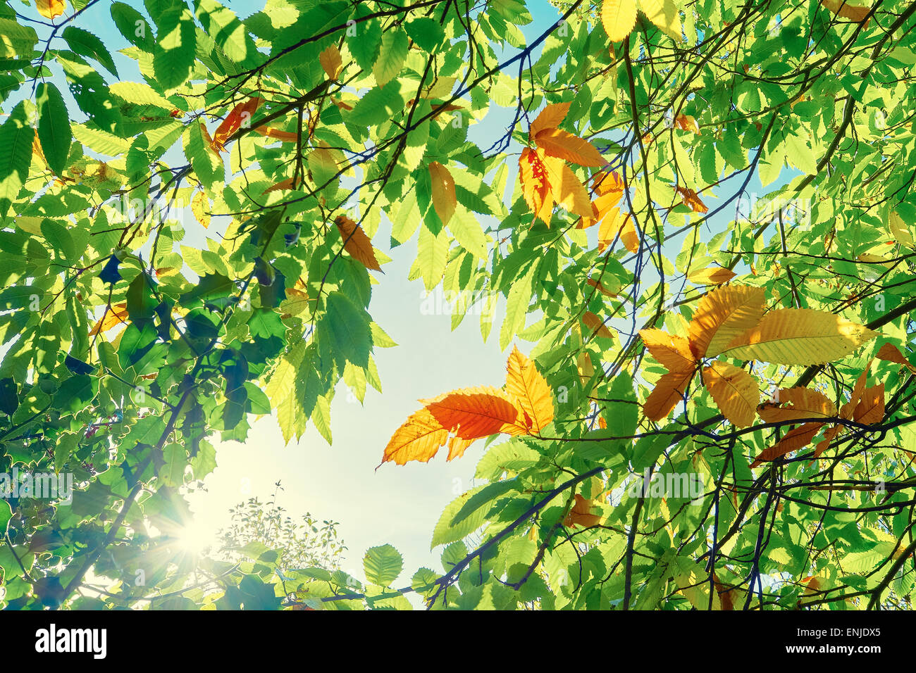 Ash fall hi-res stock photography and images - Alamy