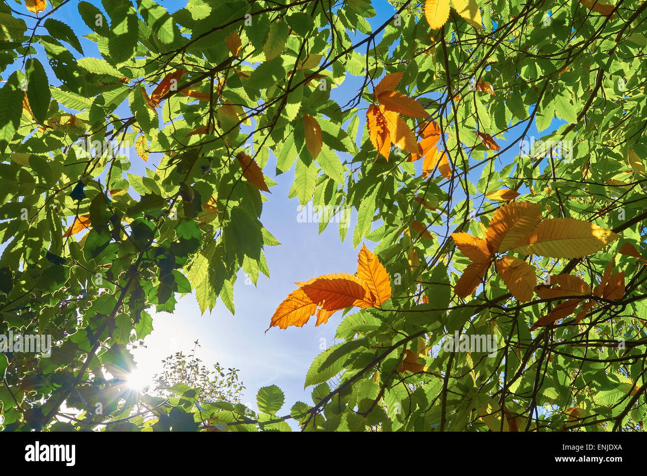 Red leaves of fall hi-res stock photography and images - Alamy