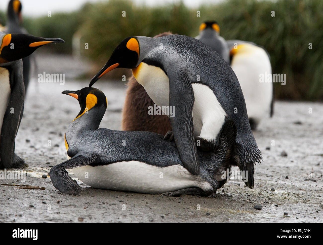 Mating King Penguin (Aptenodytes patagonicus) , Salisbury Plain, South ...