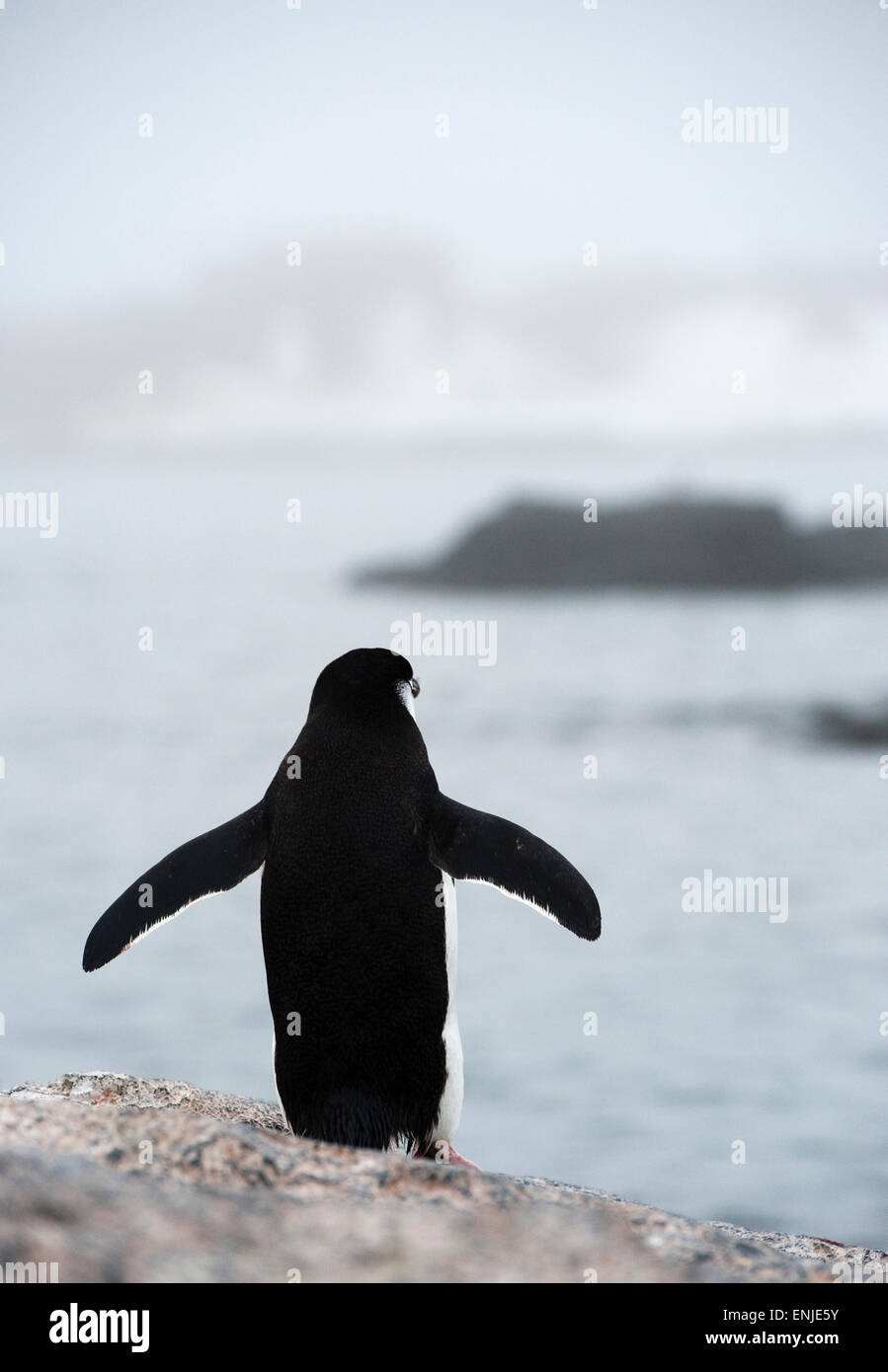 Chinstrap Penguin (Pygoscelis antarcticus), rear view overlooking an ...