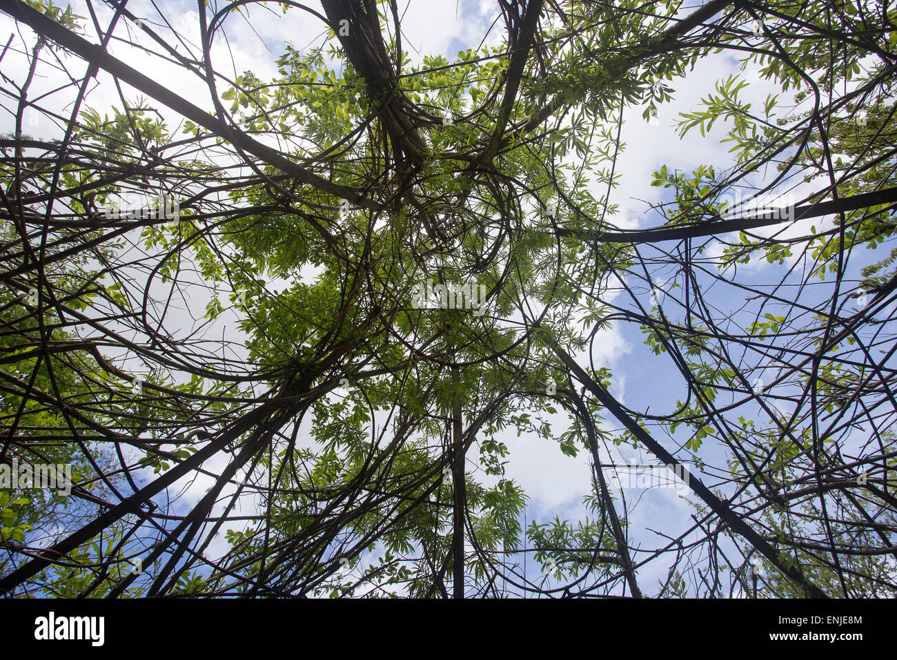 Photosynthesis leaves hi-res stock photography and images - Alamy