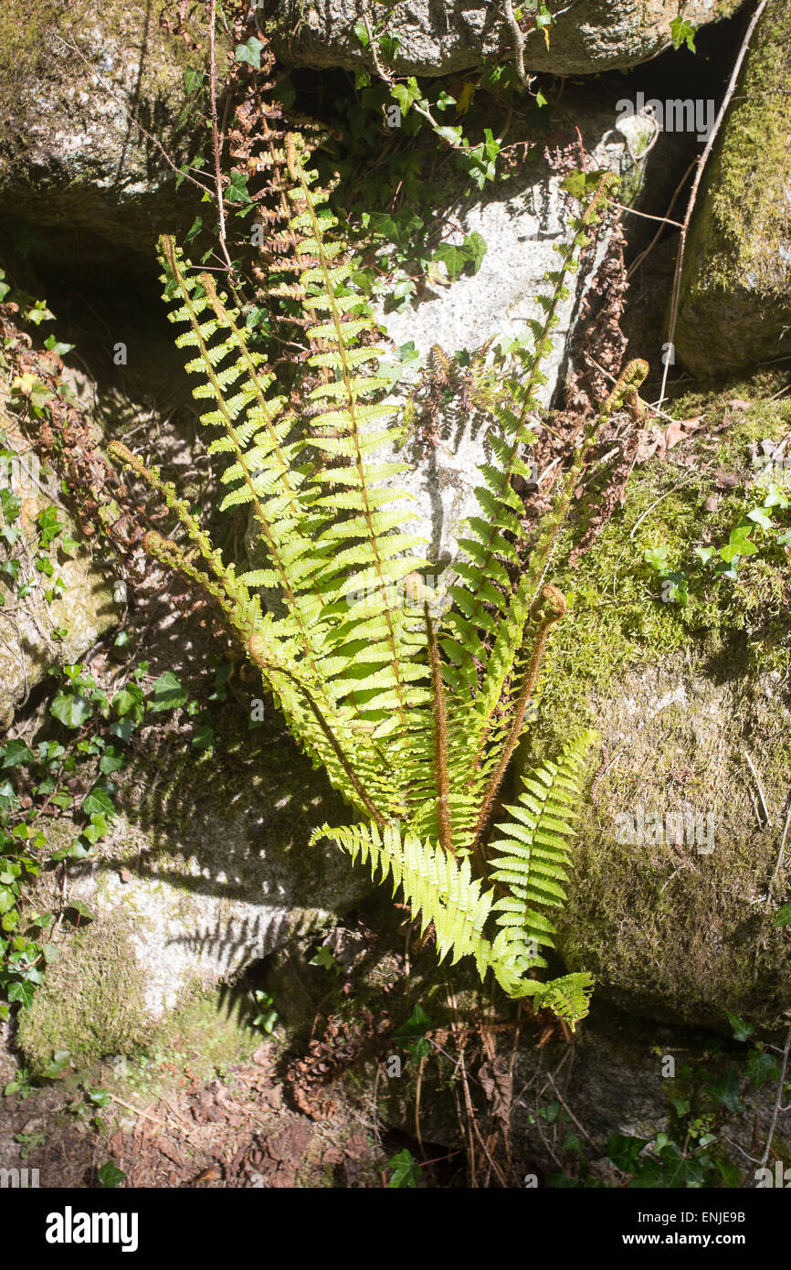 large rock wall moss vines overgrown fern Stock Photo - Alamy