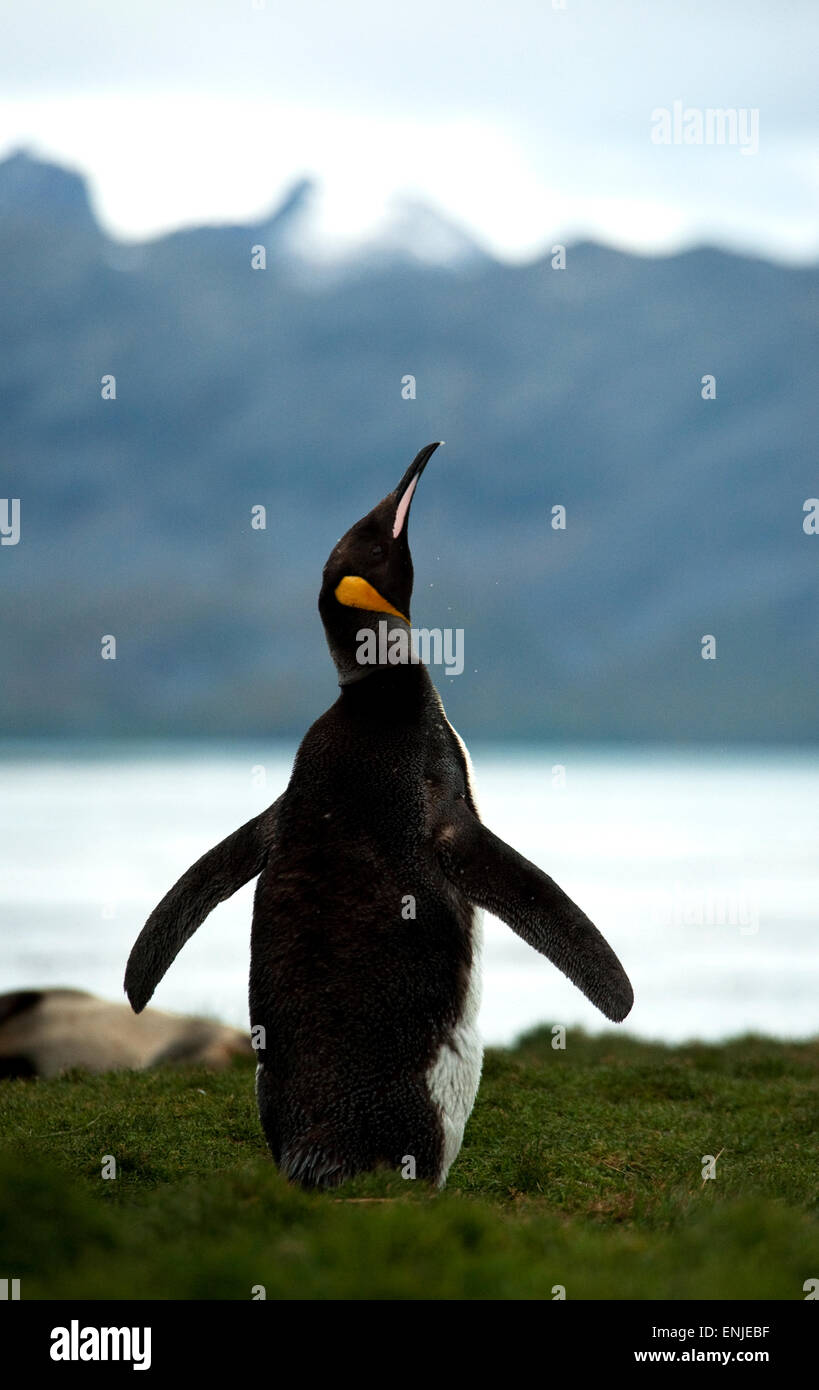 King Penguin stretching wings(Aptenodytes patagonicus) , South Georgia ...
