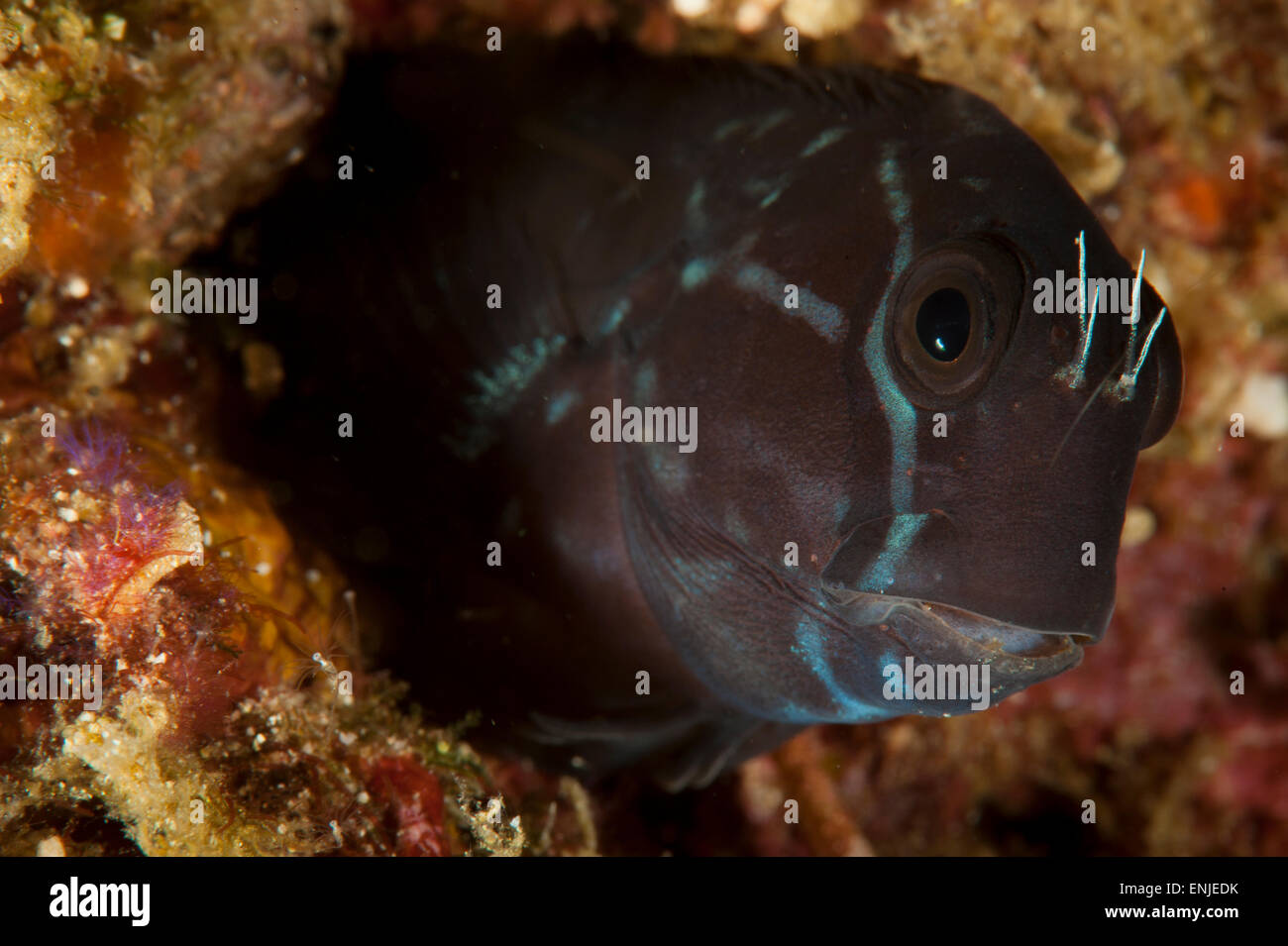 brown coral blenny: Atrosalarias fuscus, peering from a hide, Raja ...