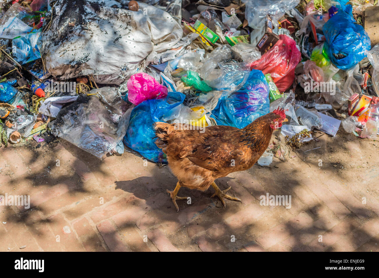 A chicken walks around a pile of rubbish in Nepal Stock Photo - Alamy