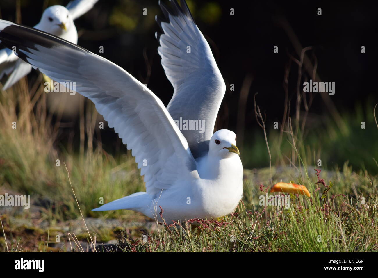 A bird was captured in my camera when it was in action to fly Stock ...