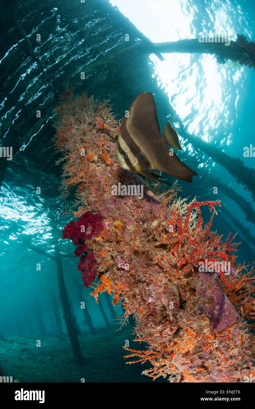 Juvenile spadefish hi-res stock photography and images - Alamy