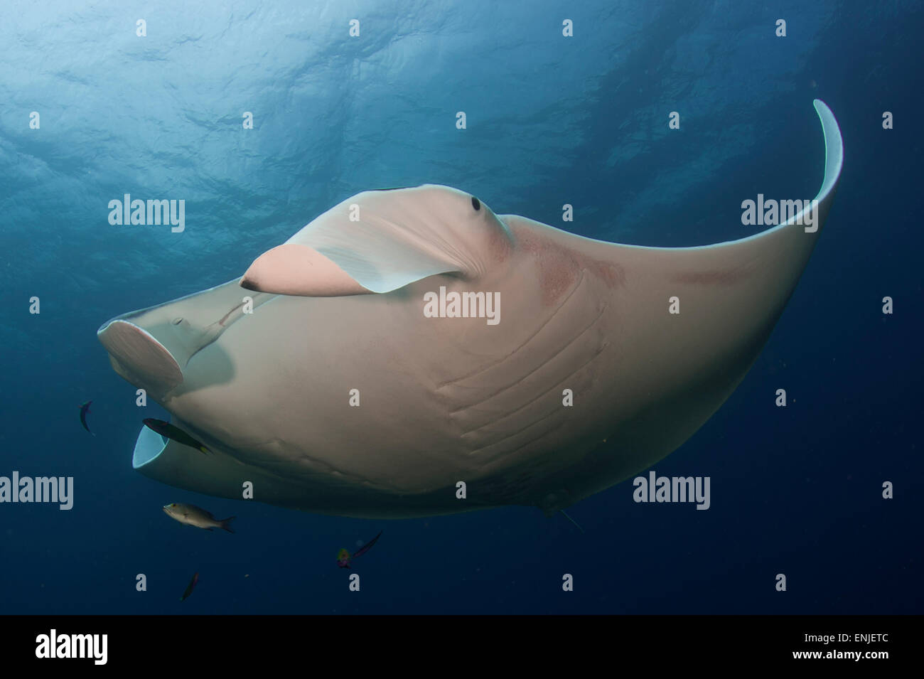 Manta ray dive site hi-res stock photography and images - Alamy