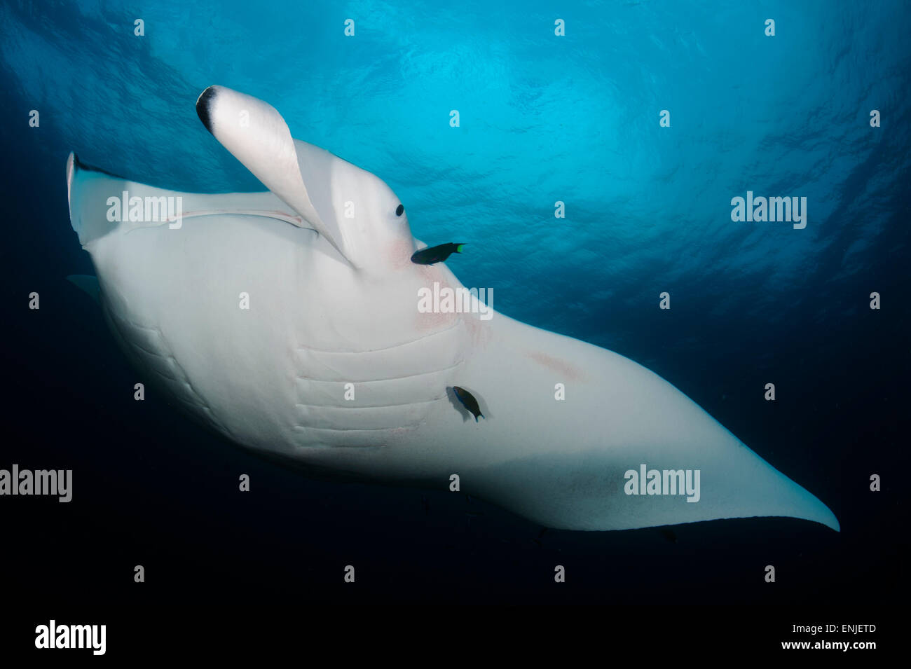 A giant oceanic manta ray (Manta birostris) underside view,, Dampier ...