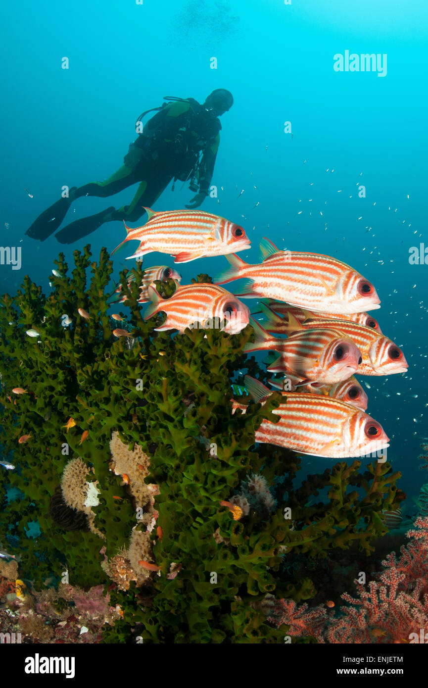 Small school of redcoat squirrelfish: Sargocentron rubrum, amongst ...