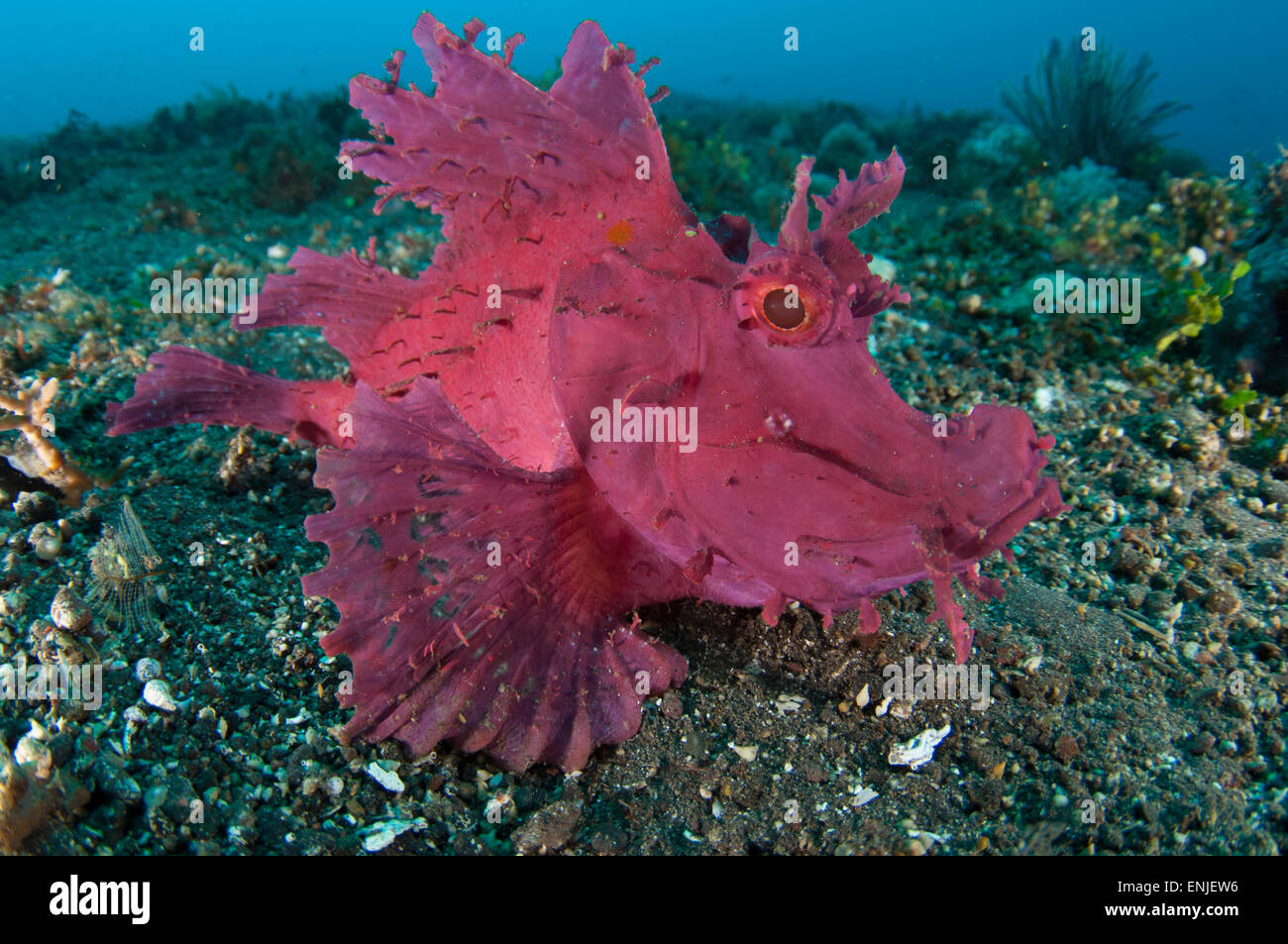 Paddle flap rhinopias High Resolution Stock Photography and Images - Alamy