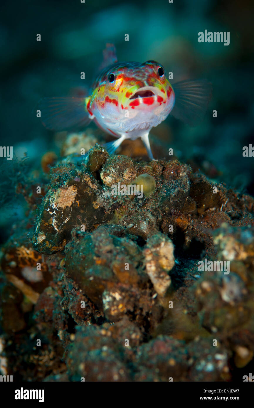 harlequin sandperch: Parapercis marculatus, Tulamben, Bali Stock Photo ...