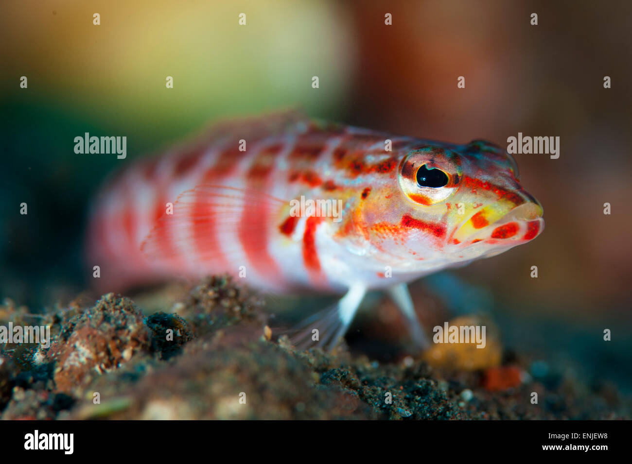 harlequin sandperch: Parapercis marculatus, Tulamben, Bali Stock Photo ...