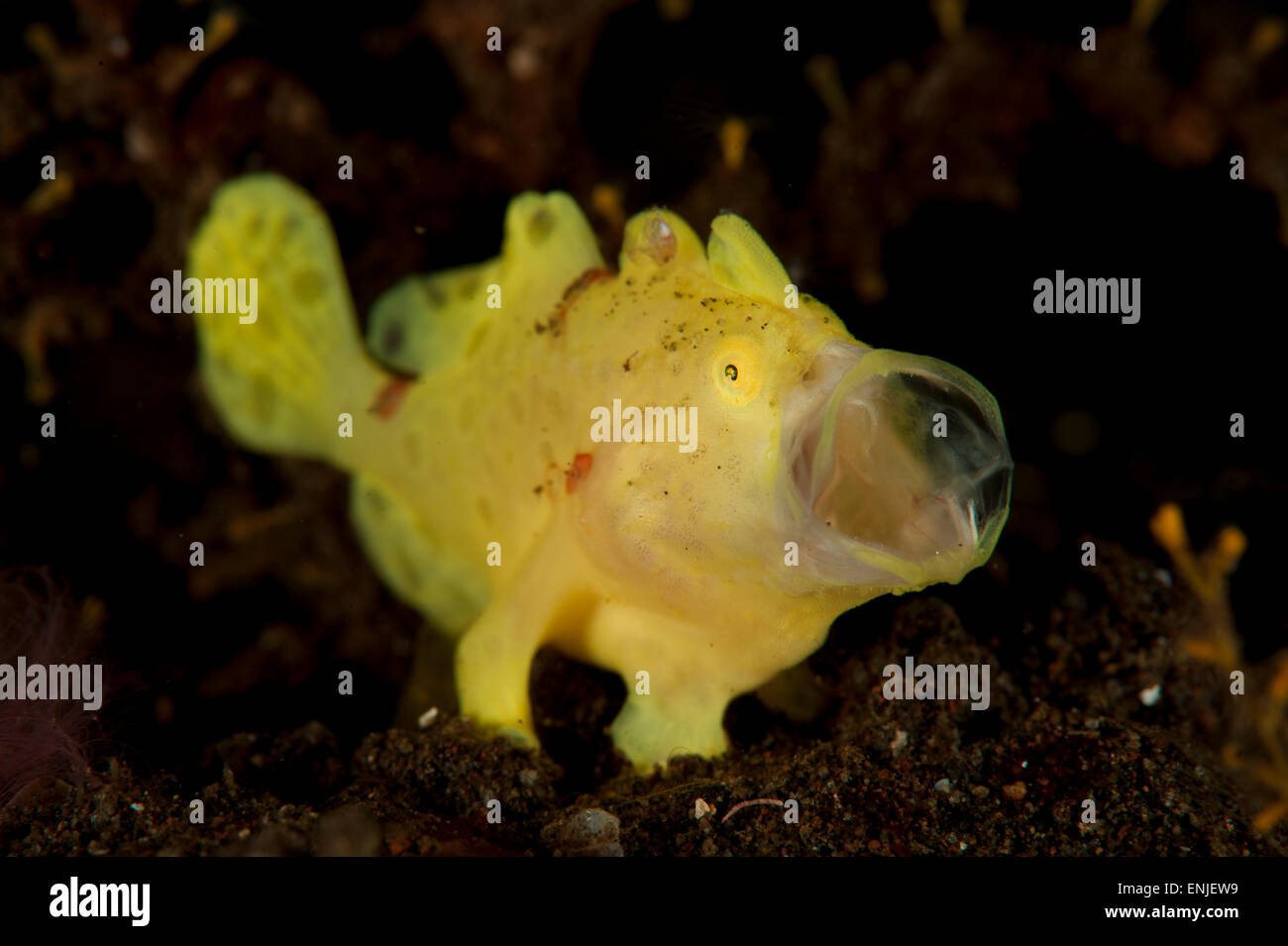 Yellow painted frogfish: Antennarius pictus, side profile on volcanic ...