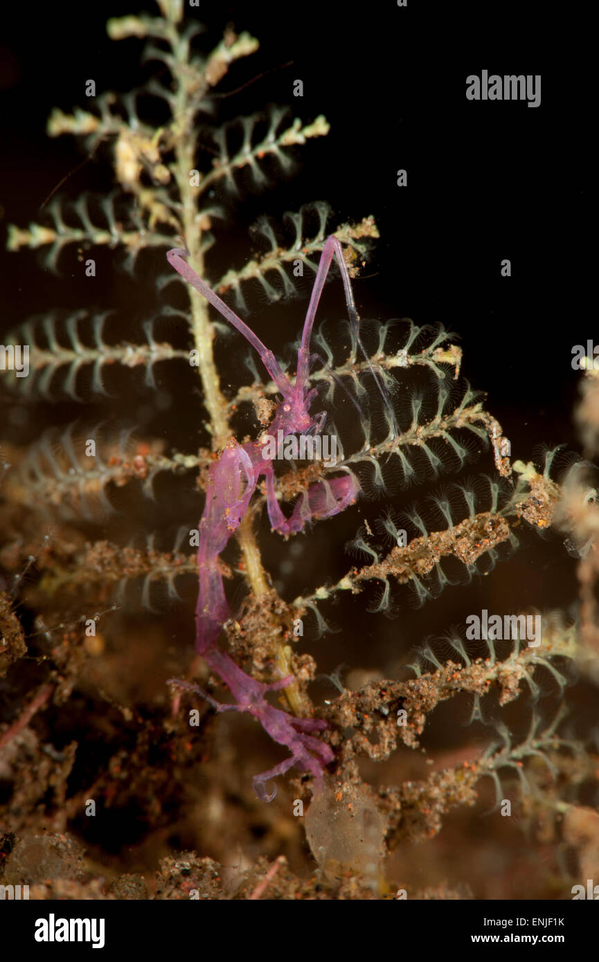 Caprellid shrimp hi-res stock photography and images - Alamy