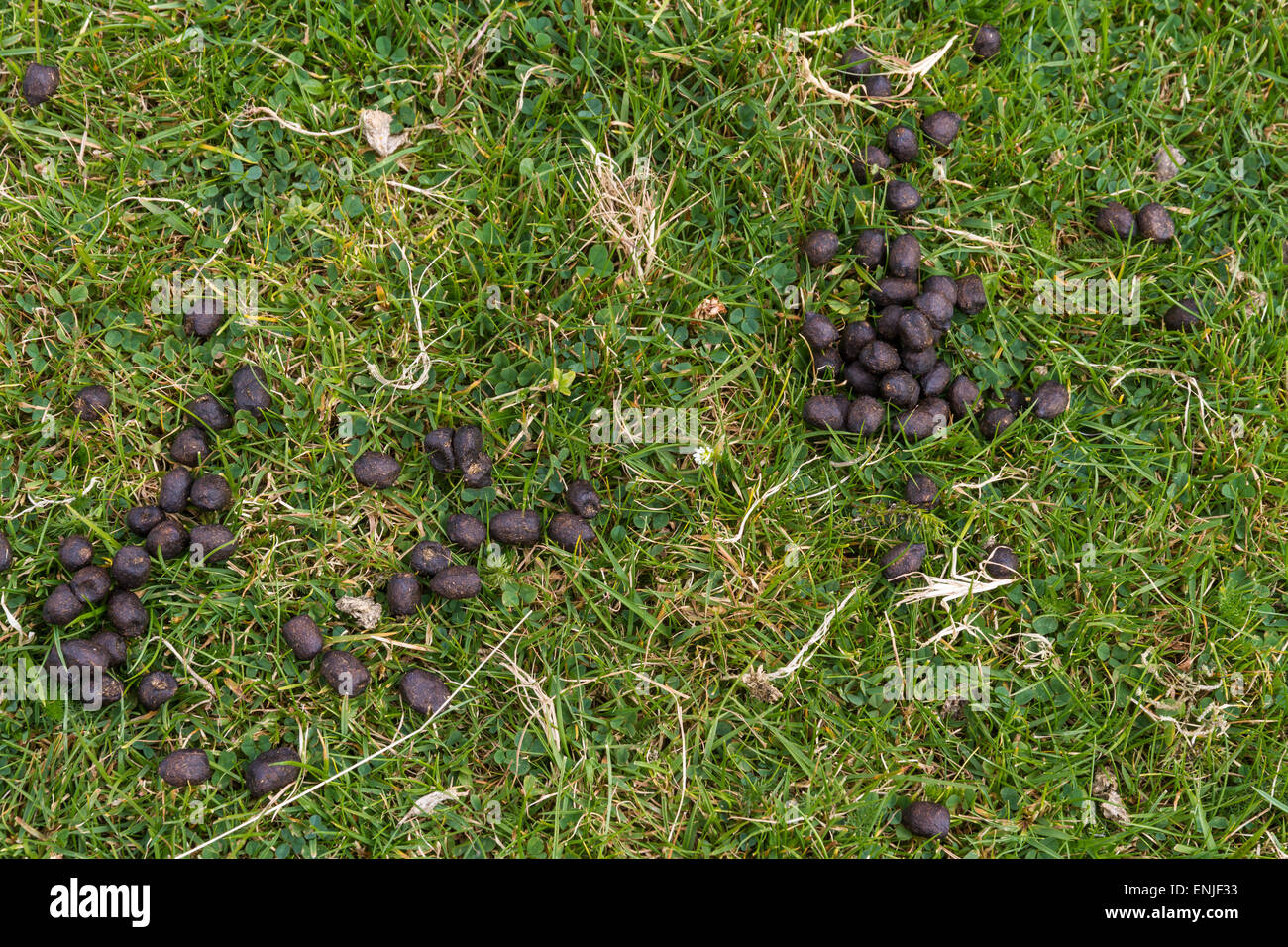 Sheep droppings hi-res stock photography and images - Alamy