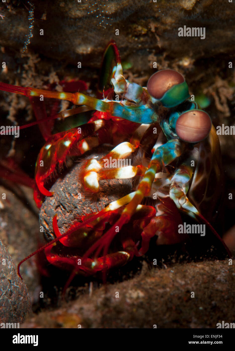 Stomatopoda marine marine life underwater biodiversity peacock mantis ...