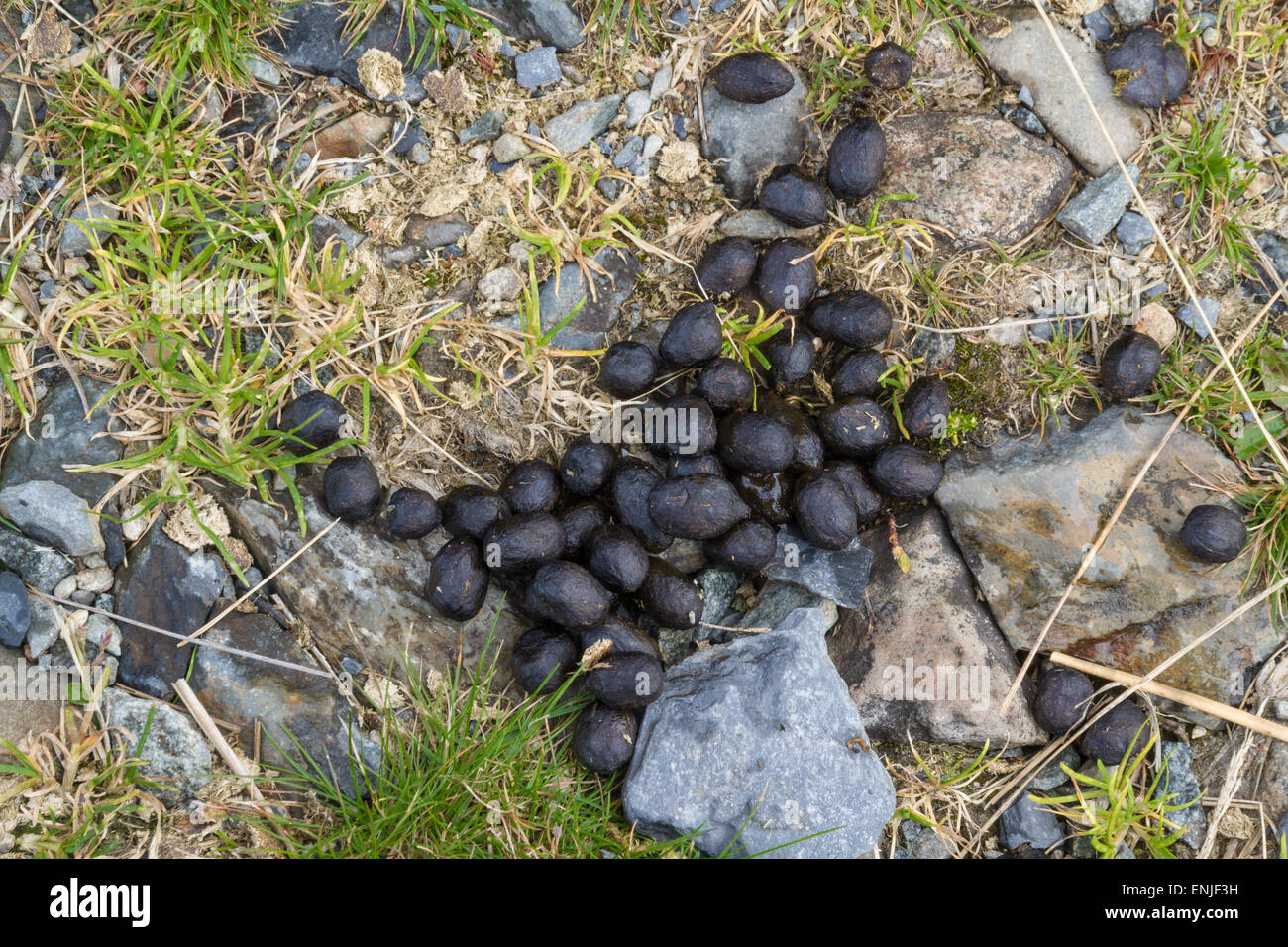 Sheep droppings hi-res stock photography and images - Alamy