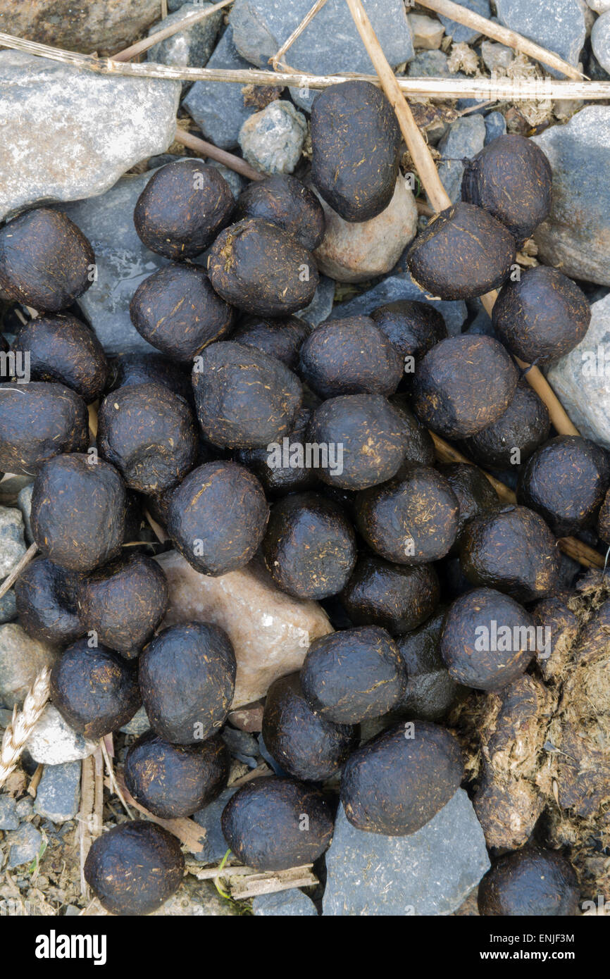 Sheep droppings hi-res stock photography and images - Alamy