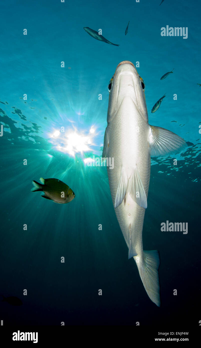 Pinjalo pinjalo tropical diving underwater photography hi-res stock ...