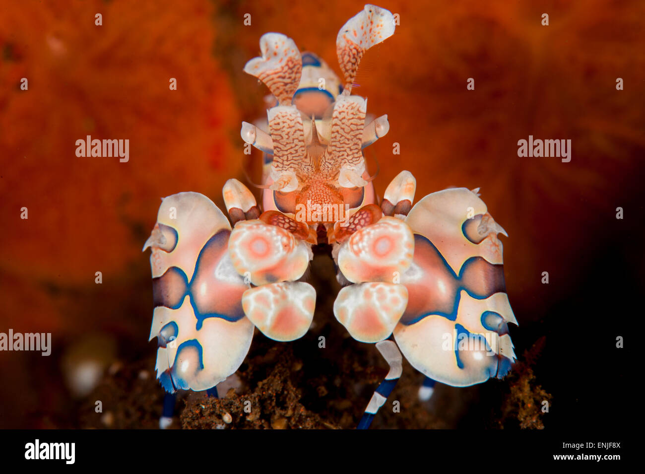 Harlequin shrimp: Hymenocera elegans Stock Photo - Alamy