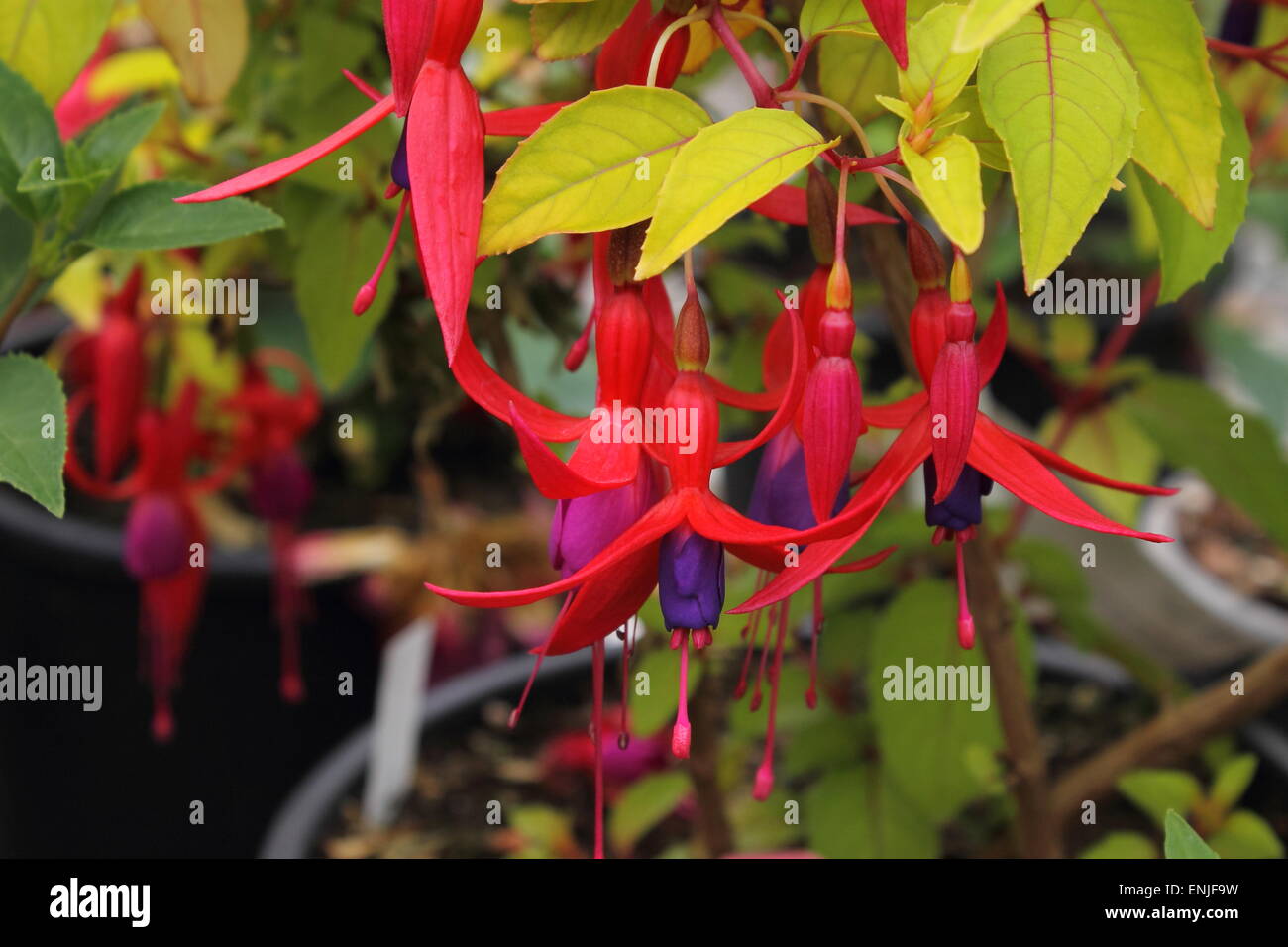 Fuschia High Resolution Stock Photography and Images - Alamy