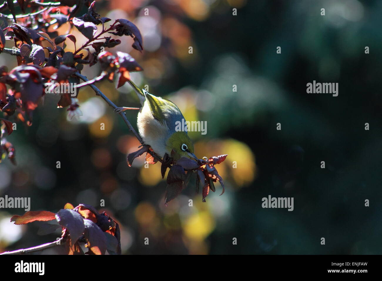 Silver eye bird hi-res stock photography and images - Alamy