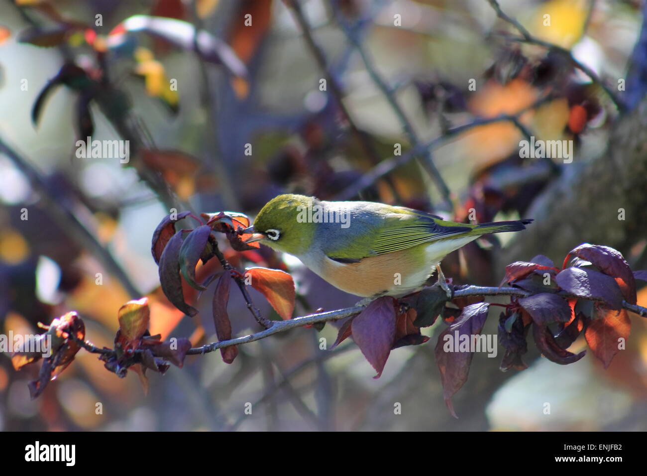 Silver eye bird hi-res stock photography and images - Alamy