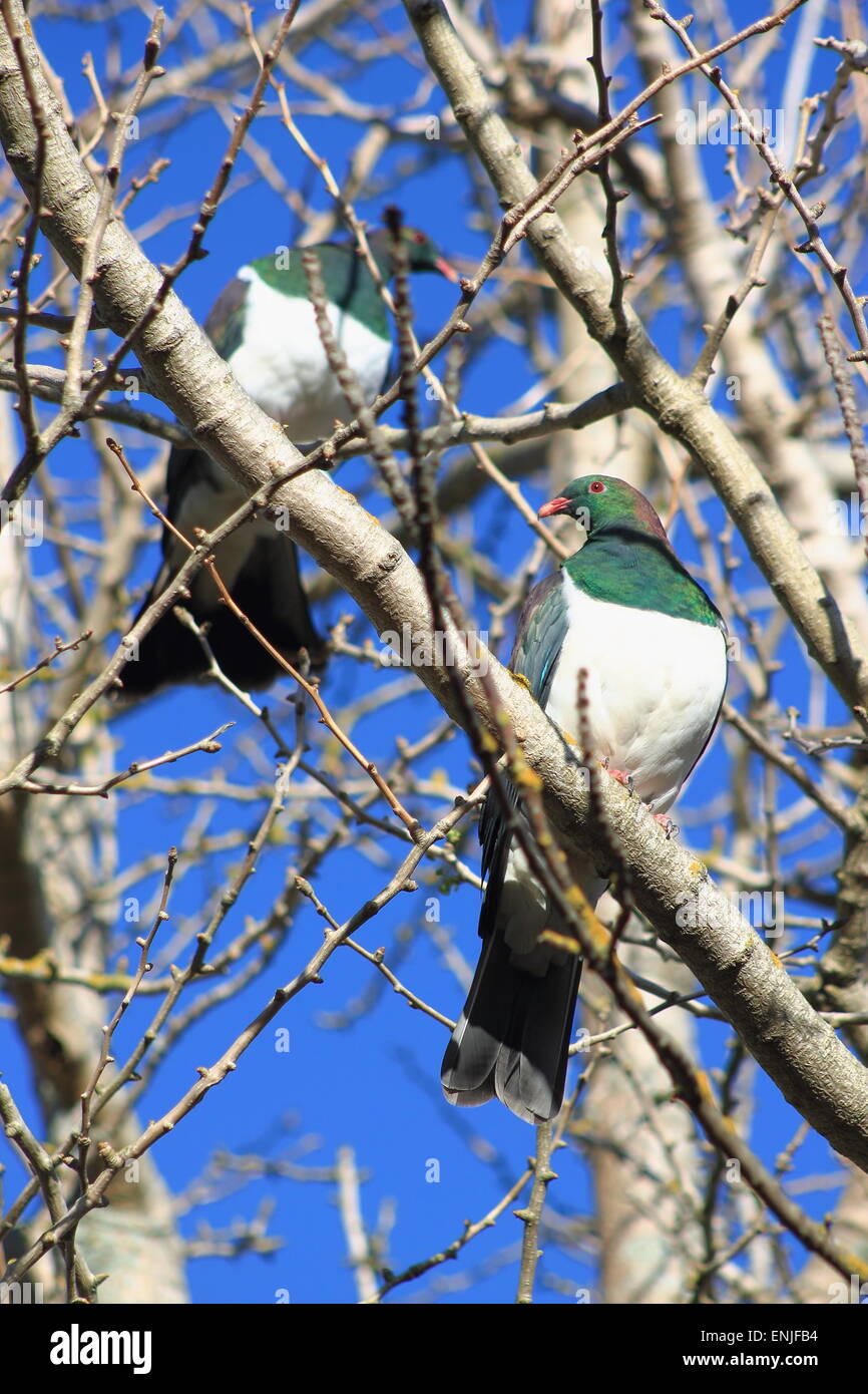 Pair of Kereru in Winter Garden Stock Photo - Alamy