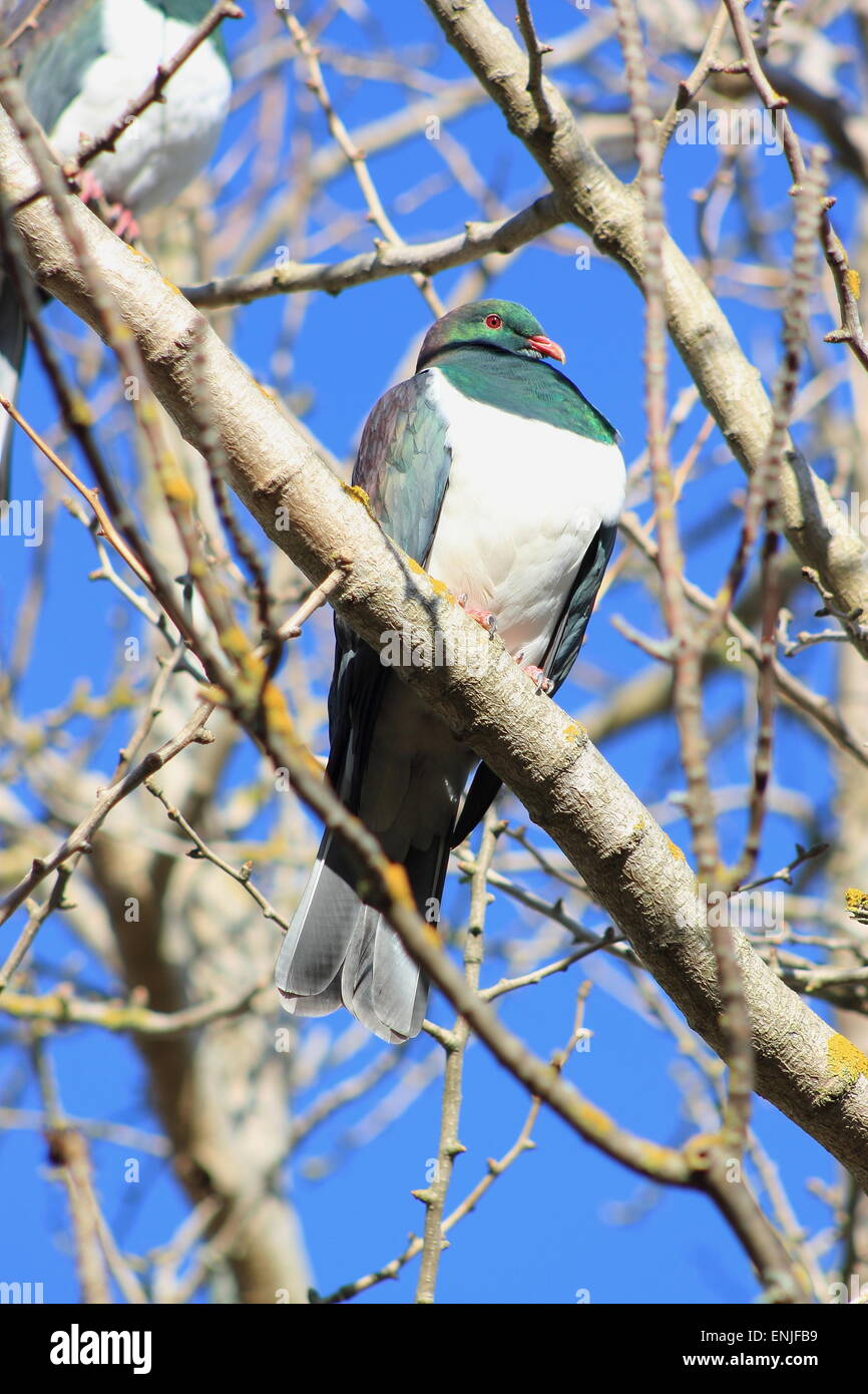Native kereru new zealand pigeon hi-res stock photography and images ...