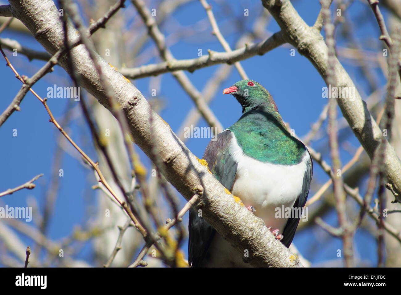 Kereru in Winter Garden Stock Photo - Alamy