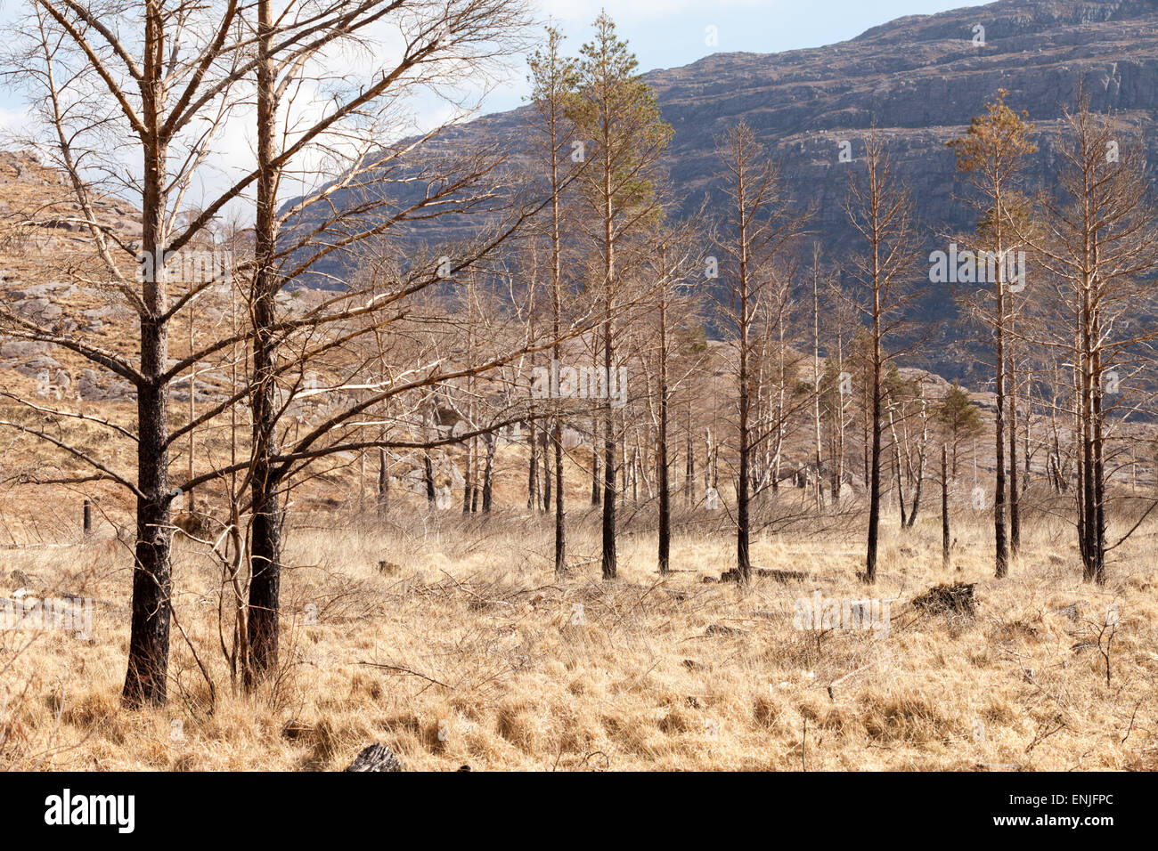 Trees damaged by wild fire - Torridon, Sctland UK Stock Photo - Alamy