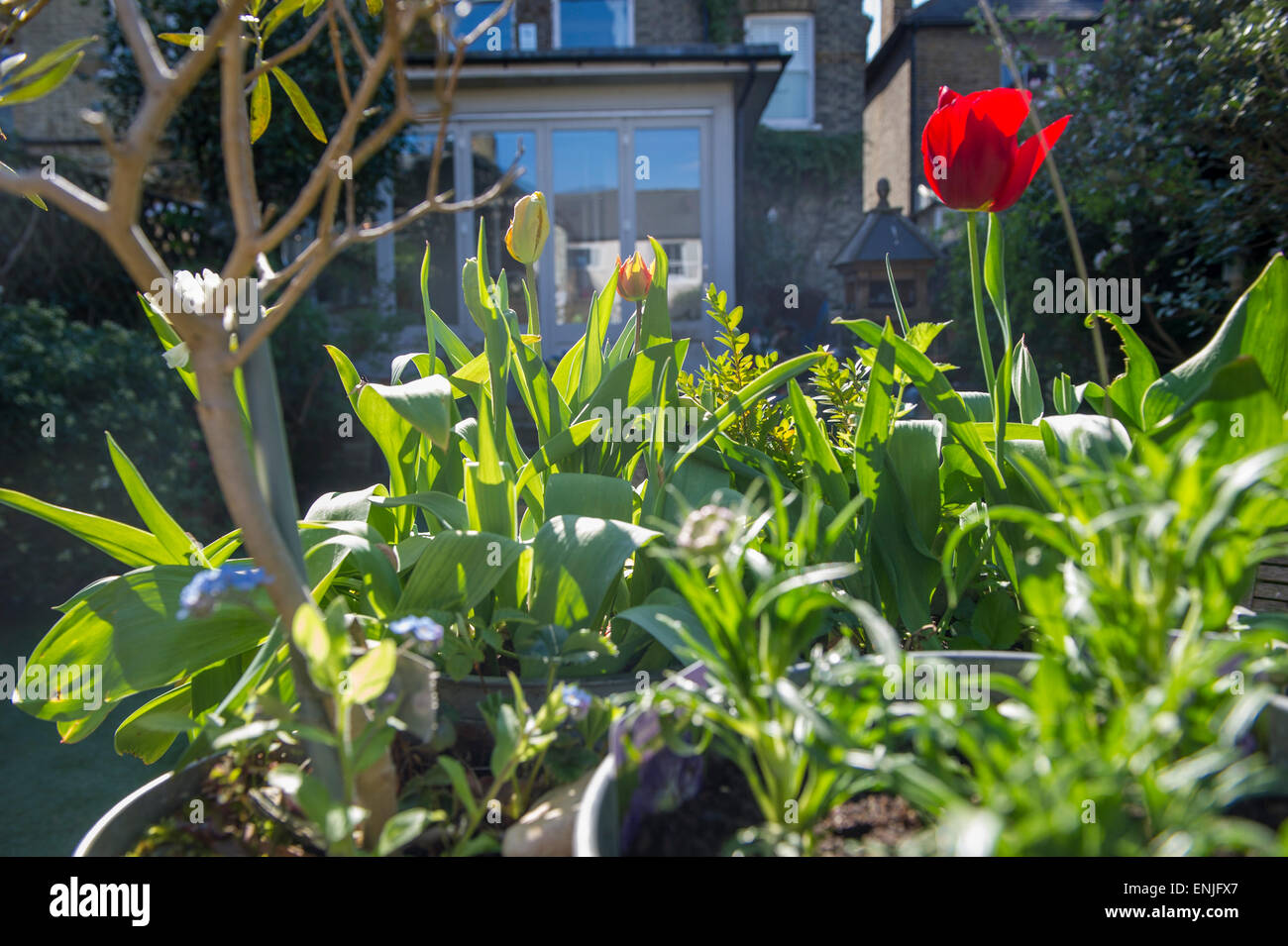 Plants and flowers in a london garden Stock Photo - Alamy