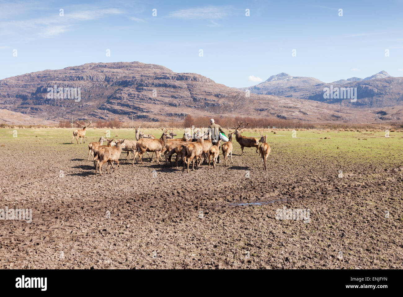 Torridon deer farm and park, Wester Ross, Scotland. The deer are being ...