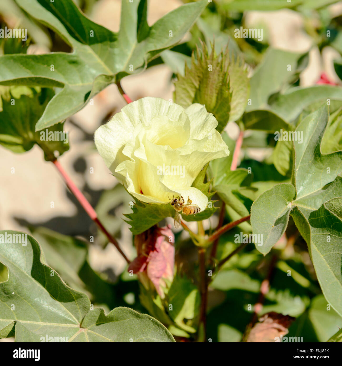 Cotton flower hi-res stock photography and images - Alamy