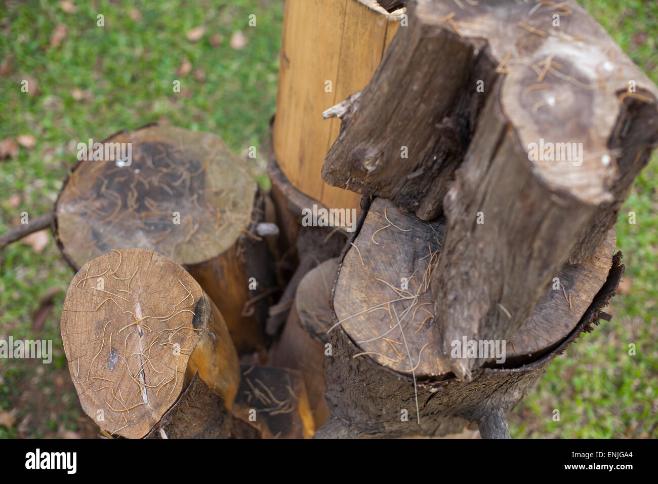 Log stump seats hi-res stock photography and images - Alamy