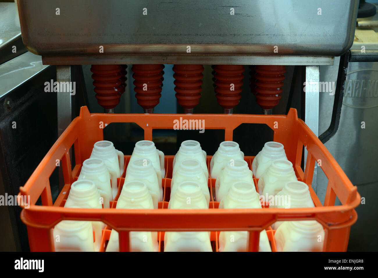 Milk bottles freshly filled with milk and placed in crates ready for ...