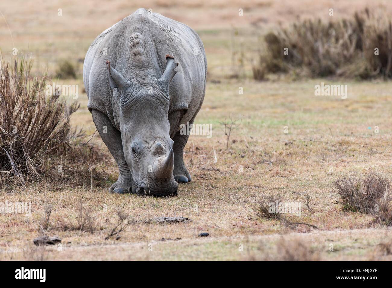 rhino in the savanna of Africa Stock Photo - Alamy