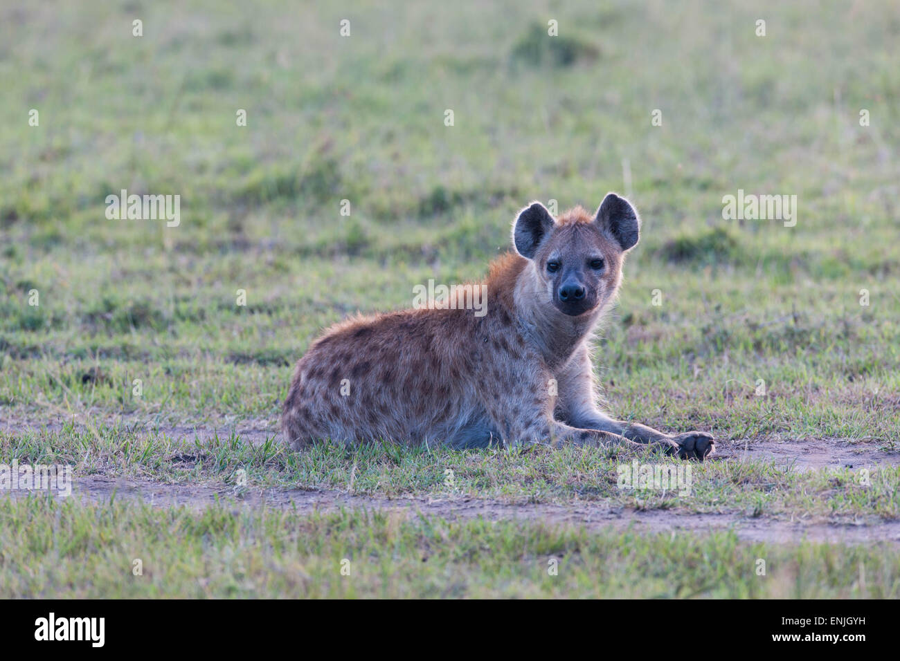 hyenas in the savanna of Africa Stock Photo - Alamy