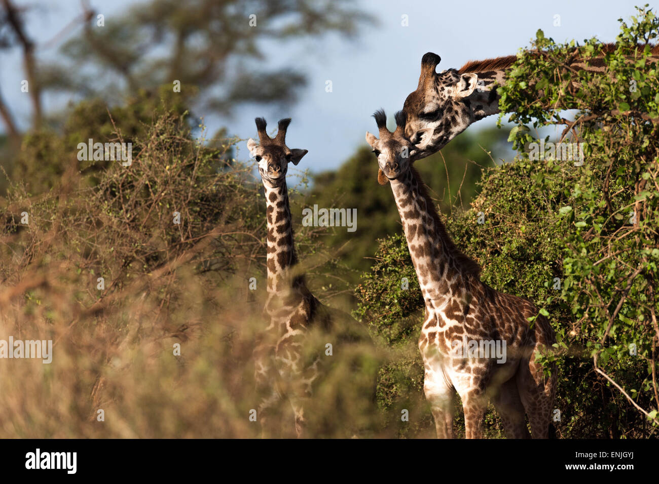giraffe in the savanna of Africa Stock Photo - Alamy