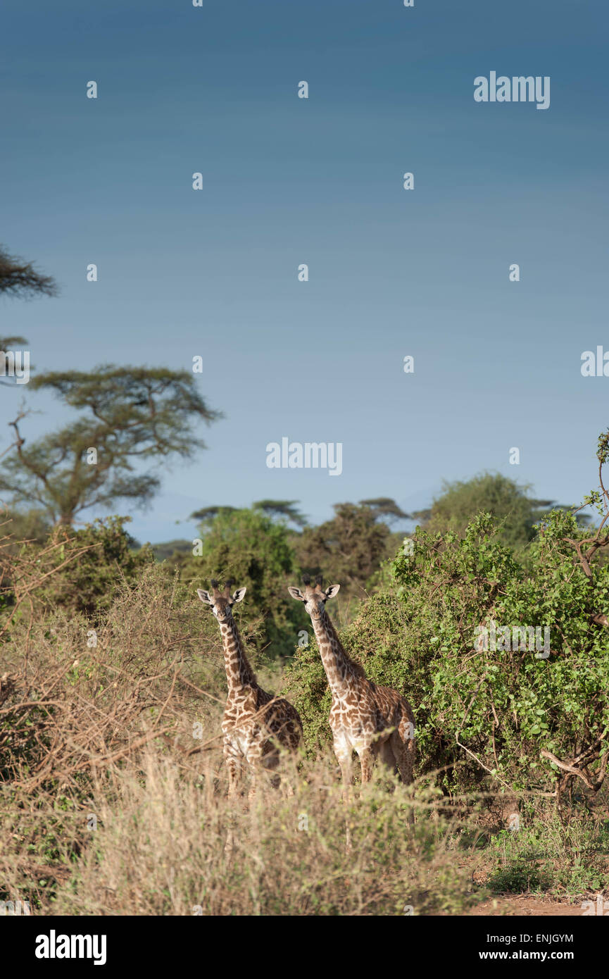 Giraffe eyes hi-res stock photography and images - Alamy