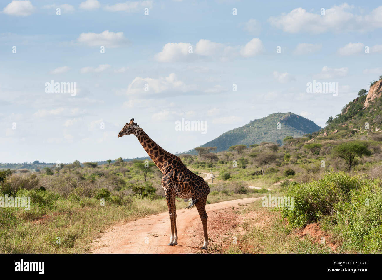 giraffe in the savanna of Africa Stock Photo - Alamy