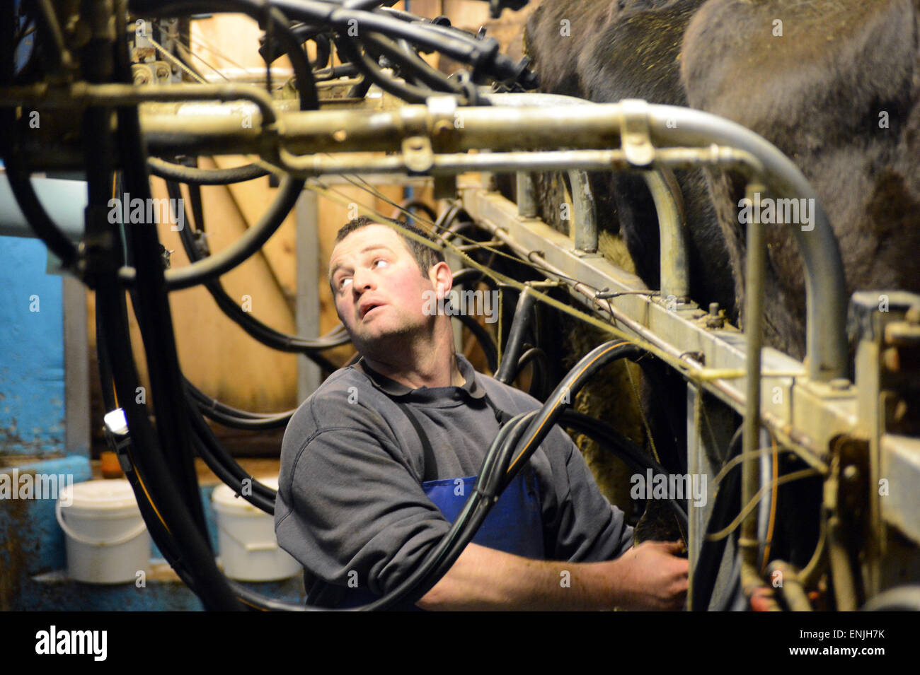 Cows being milked hi-res stock photography and images - Alamy